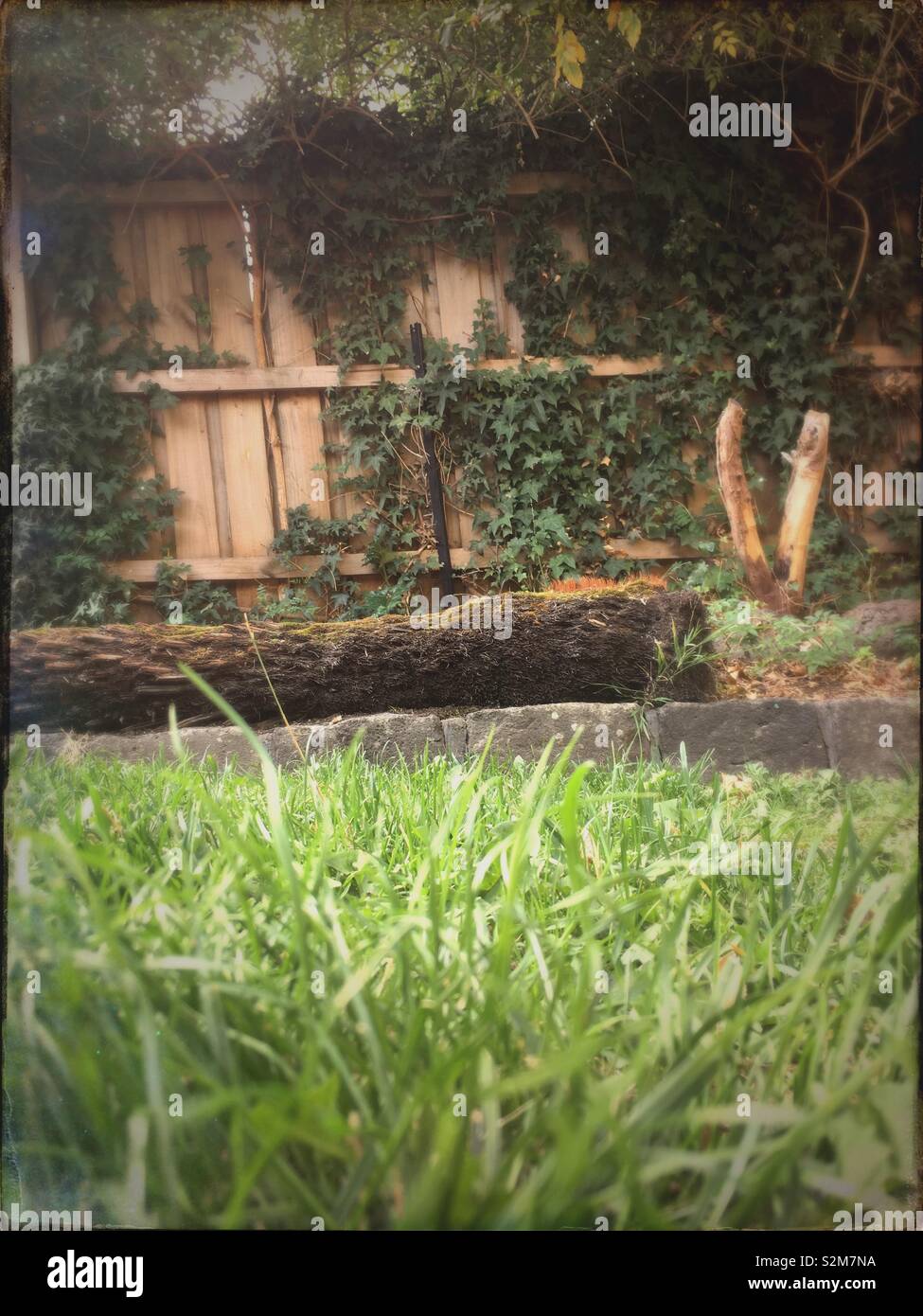 Tree growing into fence hi-res stock photography and images - Alamy