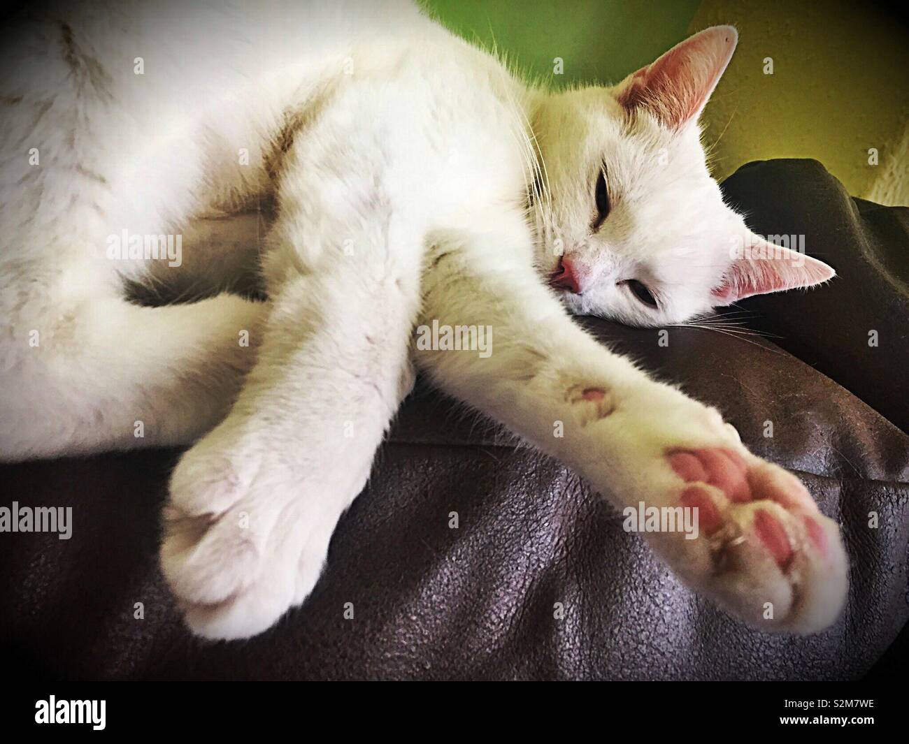 White cat laying down with paws out in front. Pet cat Stock Photo - Alamy