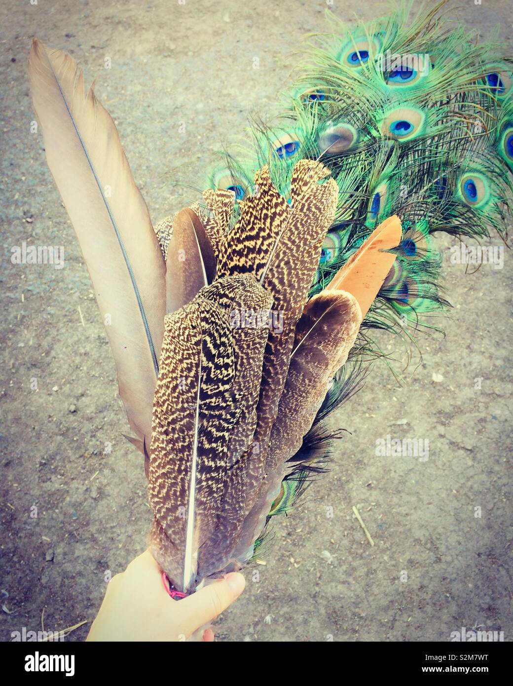 Feather in the hand hi-res stock photography and images - Alamy