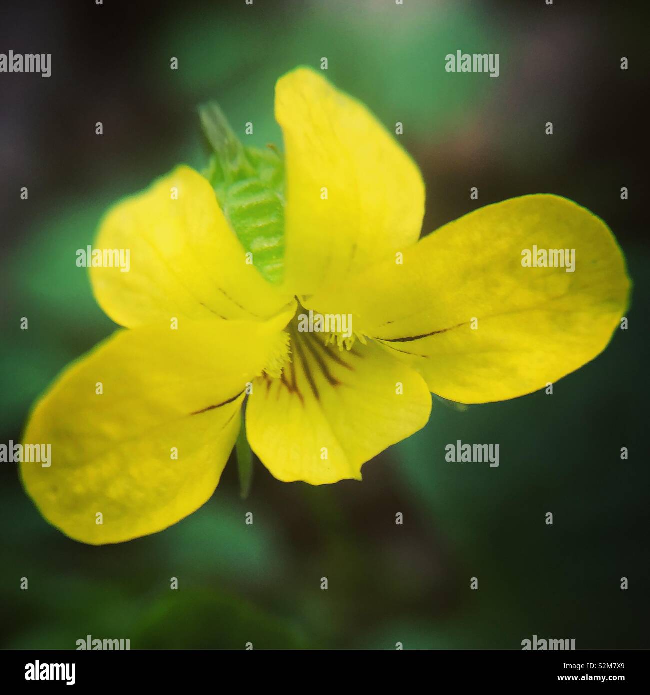 Violet and yellow hi-res stock photography and images - Alamy