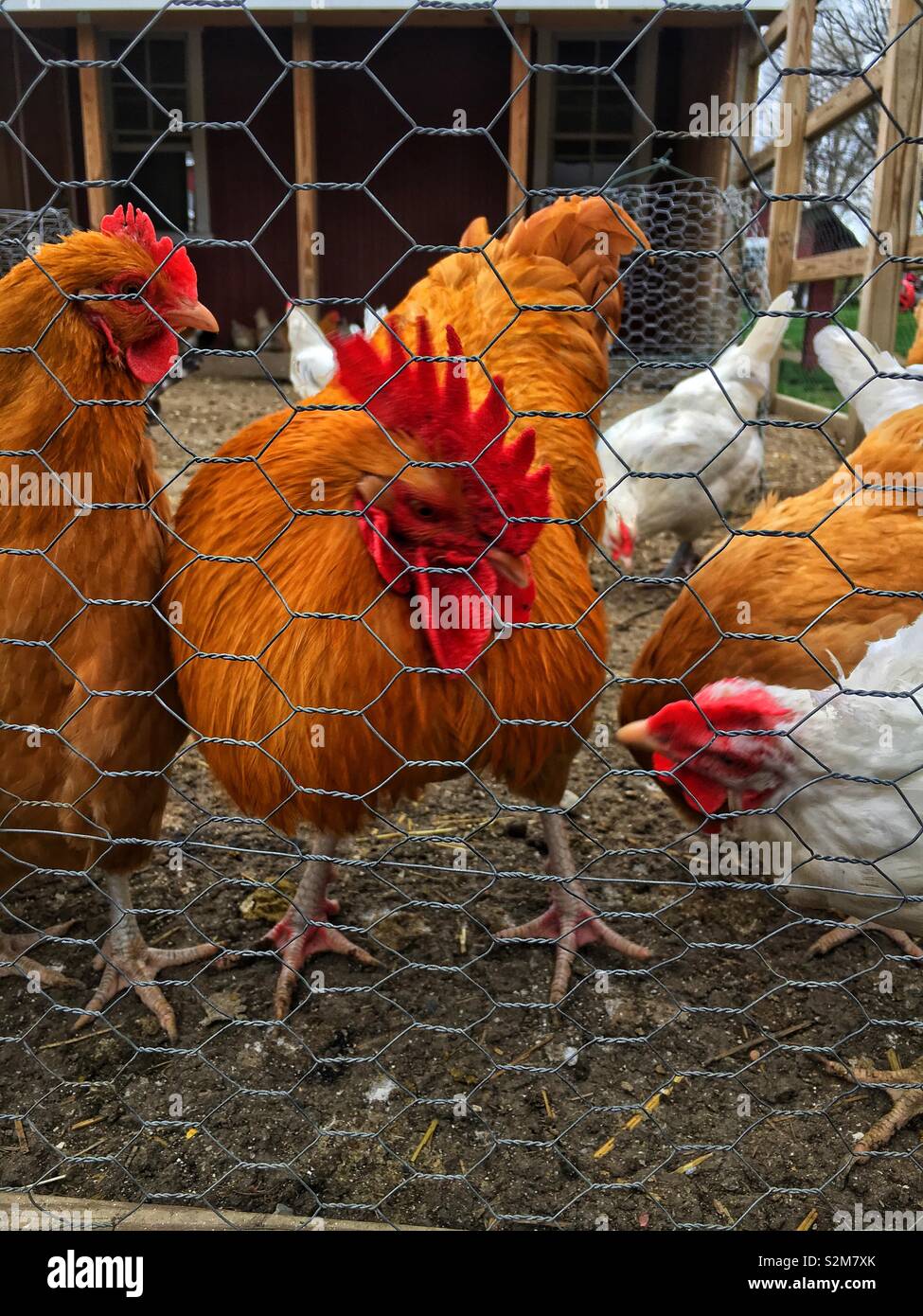 Beautiful and healthy free range chickens roaming around their chicken ...