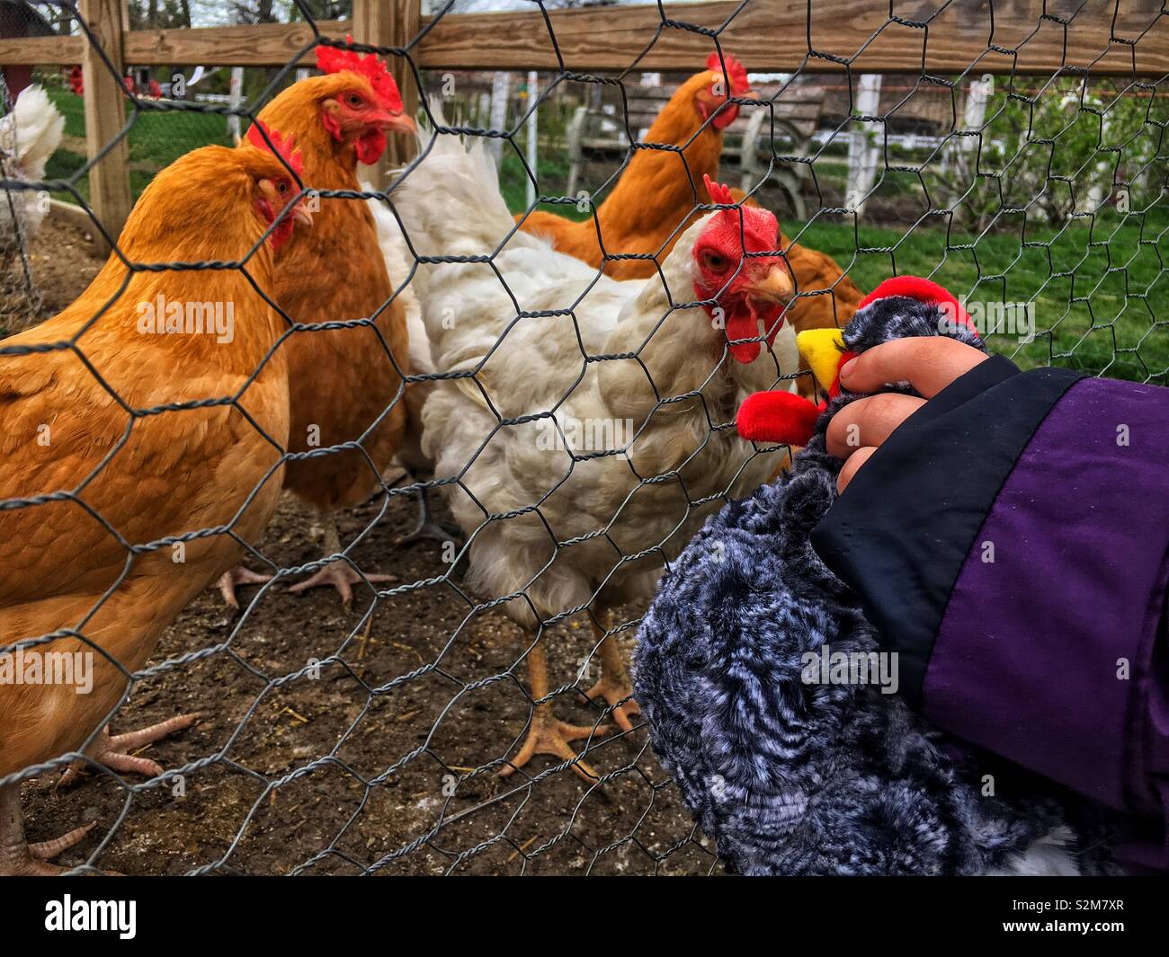 Beautiful and healthy free range chickens roaming around their chicken ...