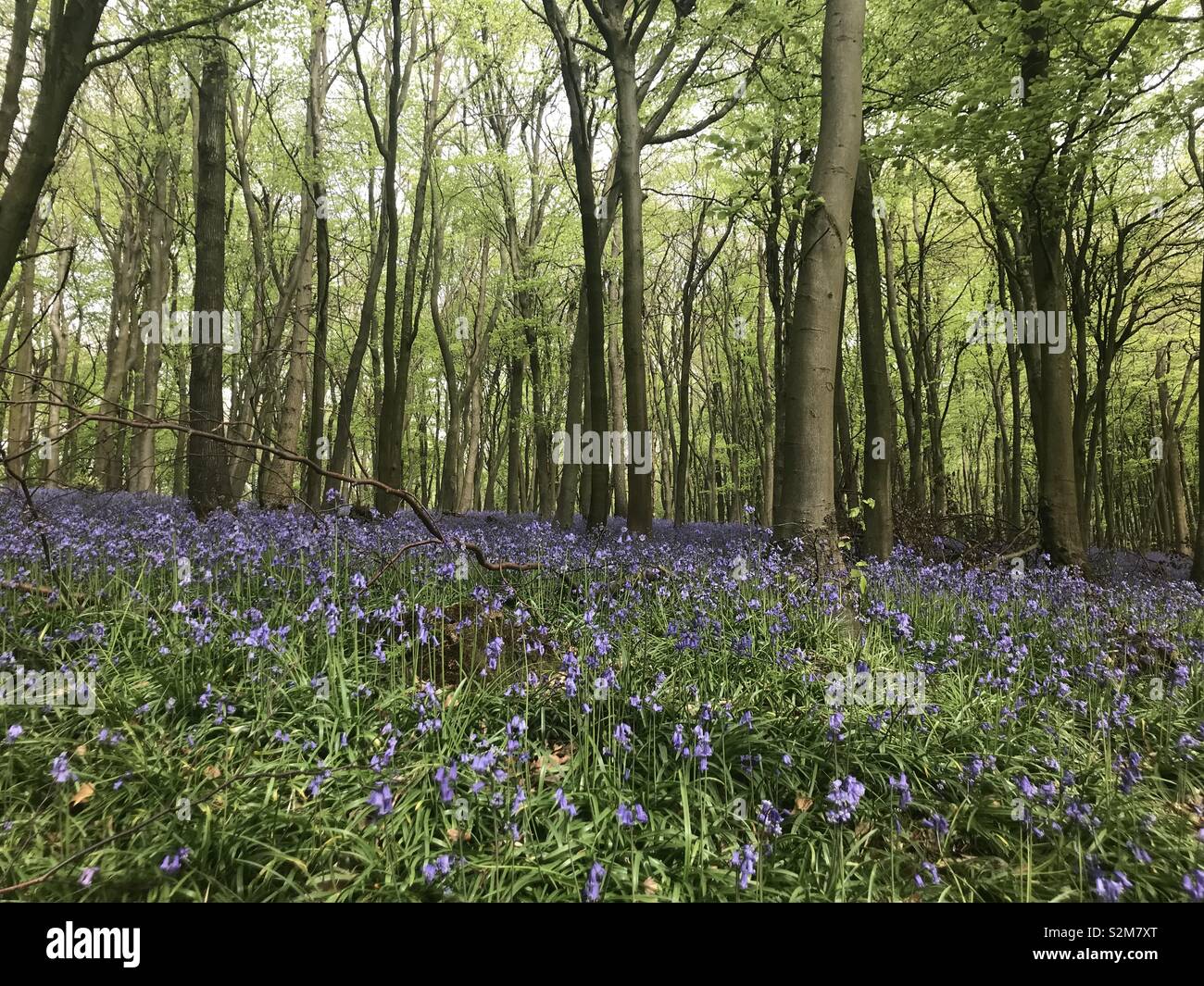 Bluebells in woodland Stock Photo - Alamy