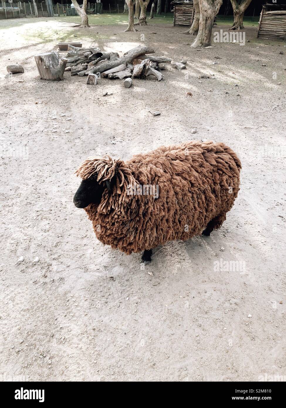 Dark sheep hi-res stock photography and images - Alamy