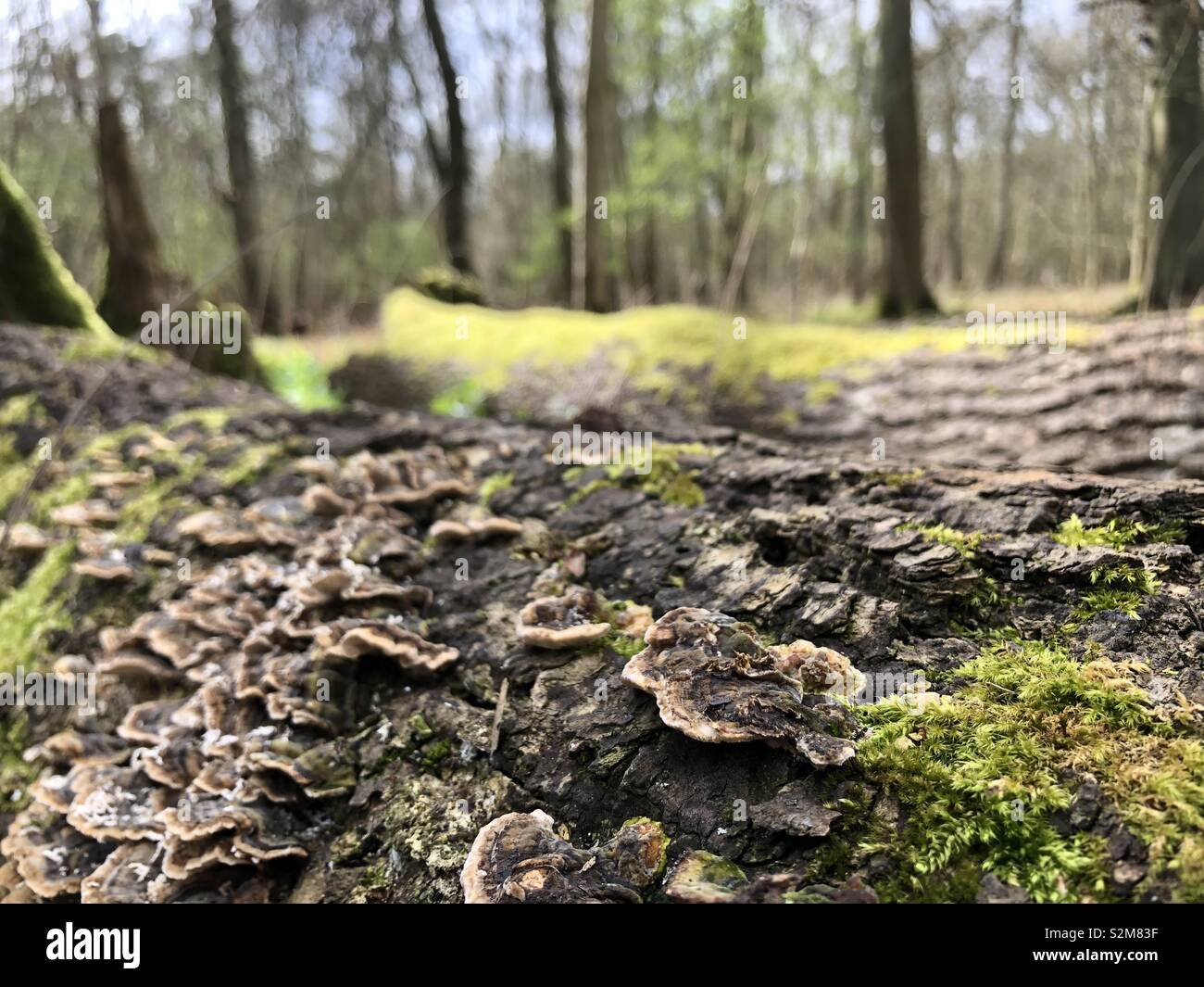 Log with moss hi-res stock photography and images - Alamy