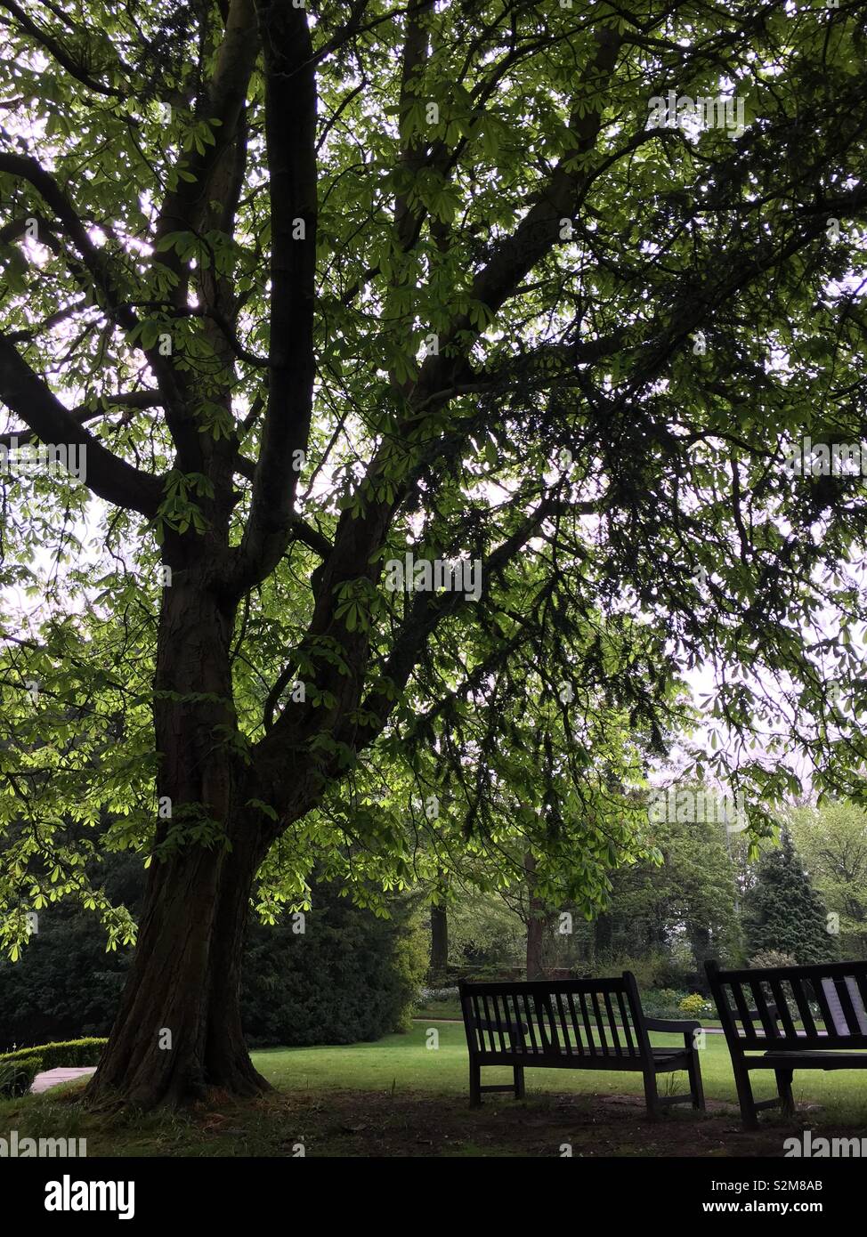 Two benches, giant spring tree Stock Photo - Alamy