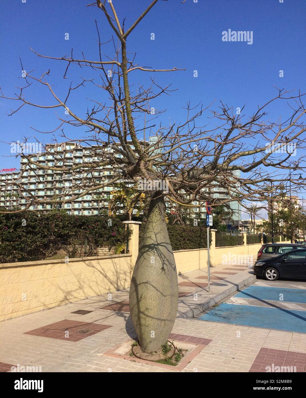 Fat tree hi-res stock photography and images - Alamy