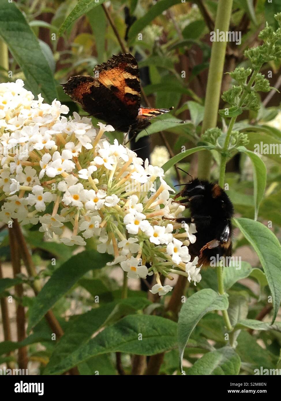 Butterfly v bee hi-res stock photography and images - Alamy
