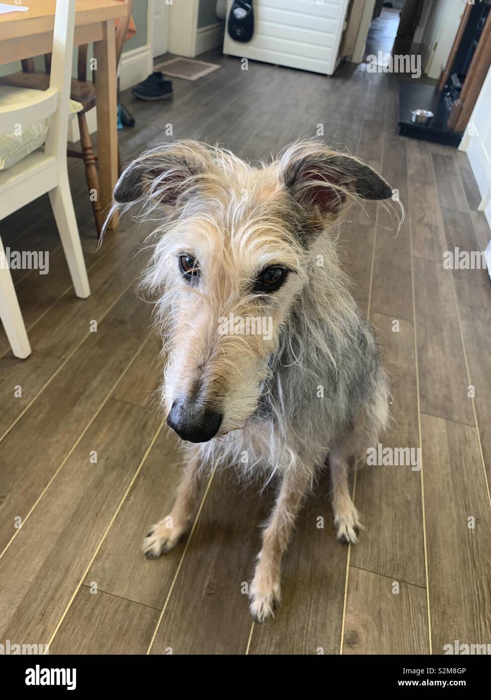 Cute Scruffy Dog High Resolution Stock Photography and Images - Alamy