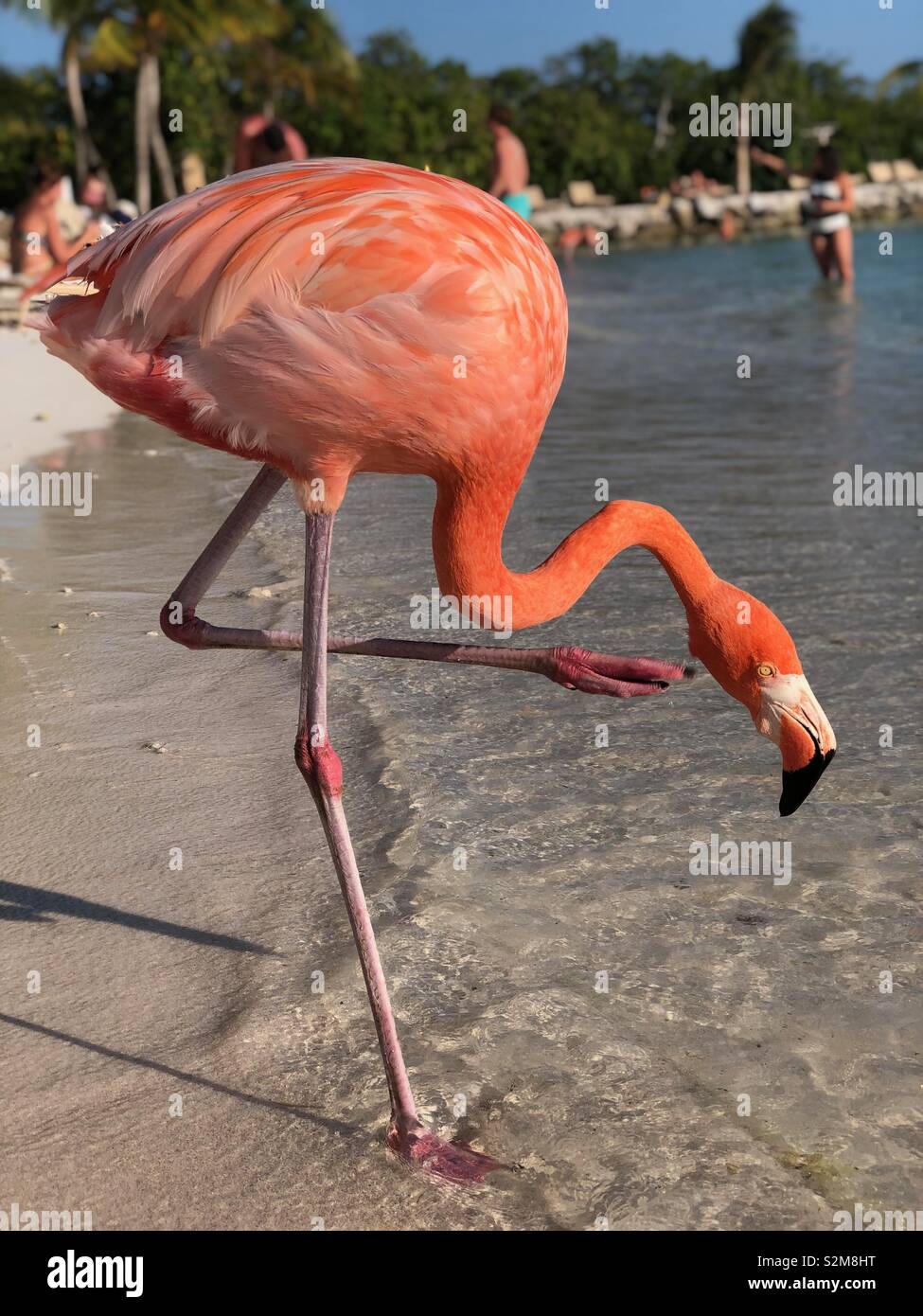 Flamingo beach aruba hi-res stock photography and images - Alamy