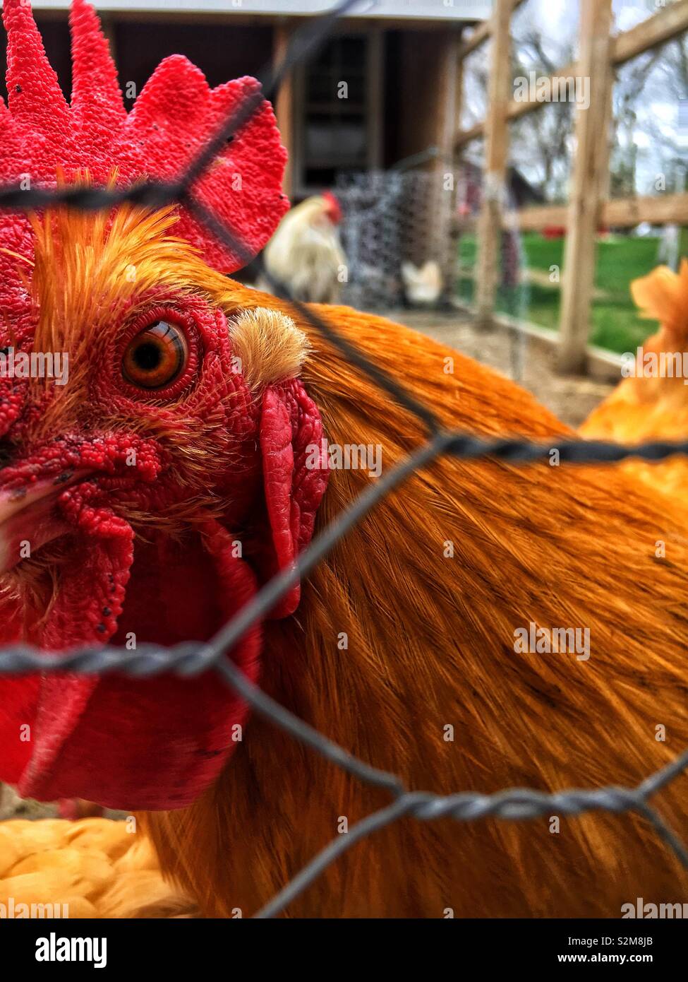 Rooster staring camera hi-res stock photography and images - Alamy
