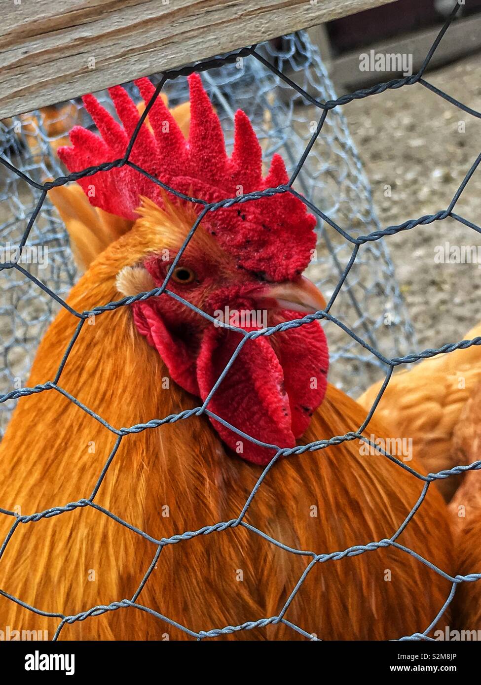 Free range rooster hi-res stock photography and images - Alamy