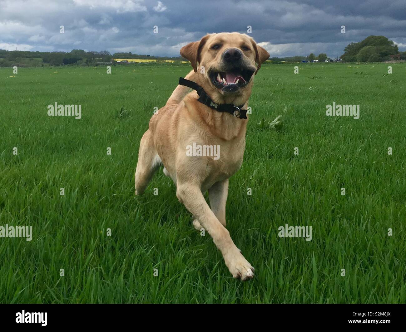 Smiling labrador hi-res stock photography and images - Alamy