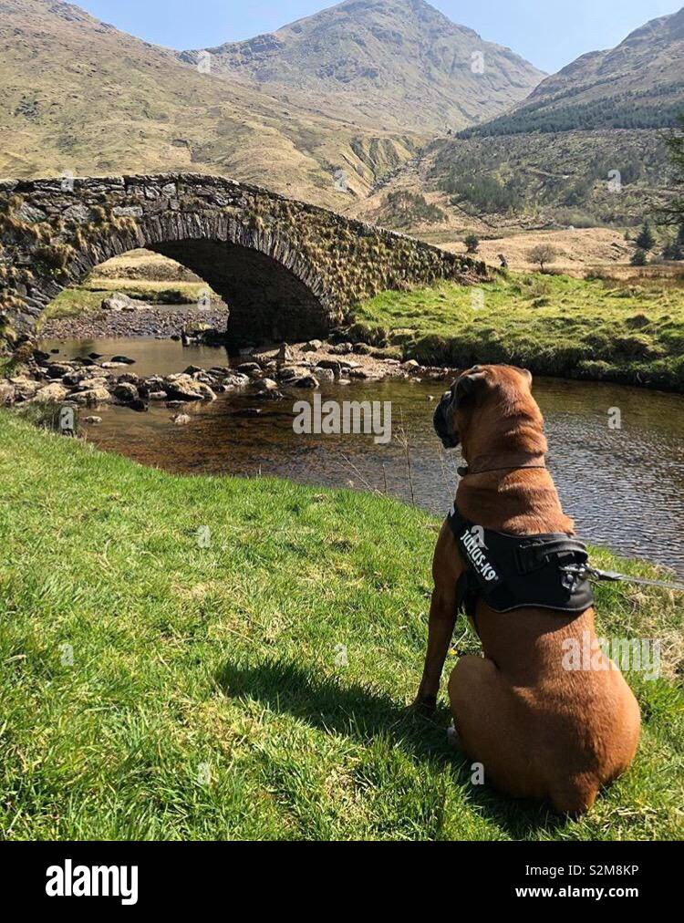 Boxer dog,river, bridge,Scotland Stock Photo - Alamy