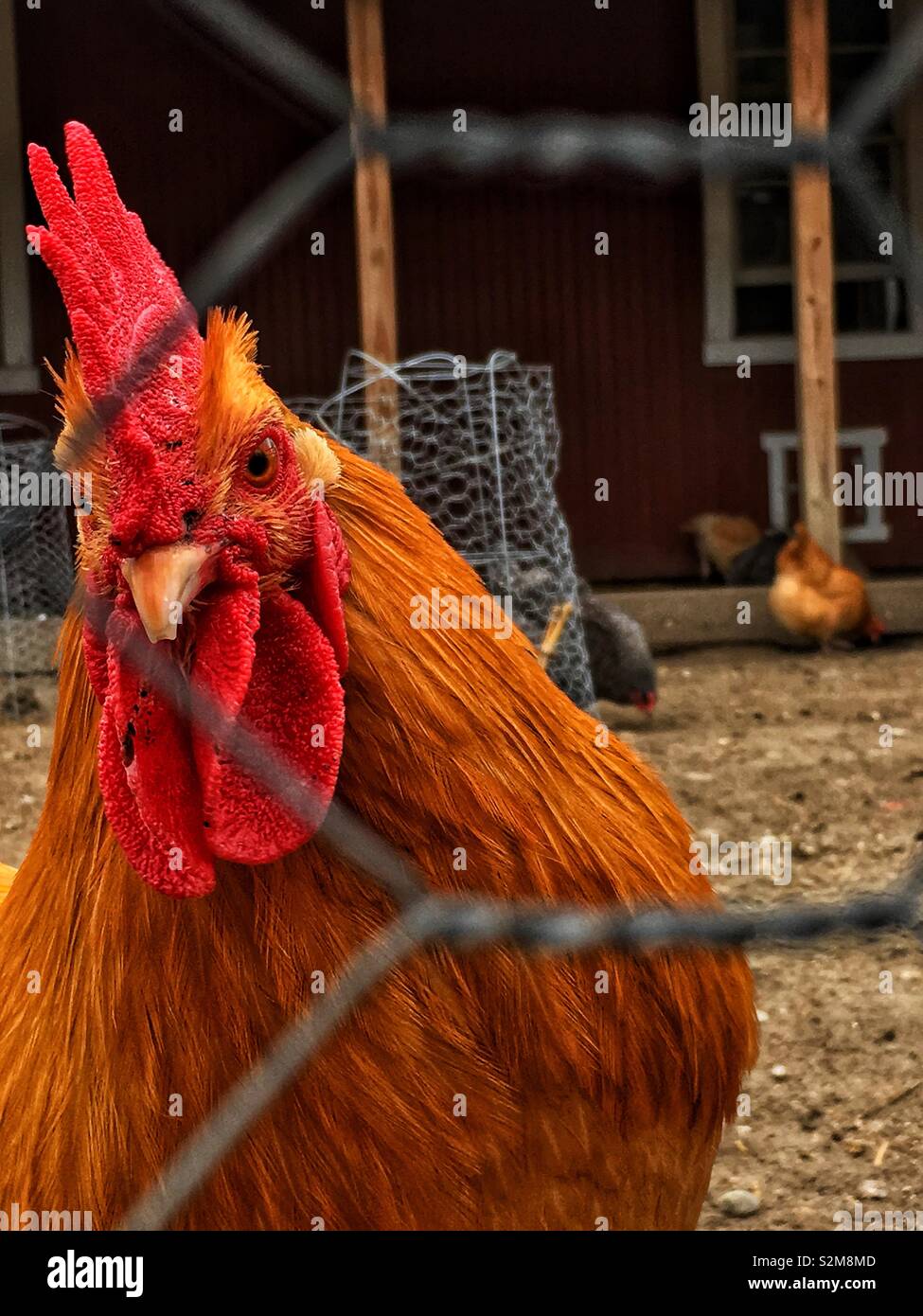 Gorgeous red rooster roaming his open chicken yard and glancing at the ...
