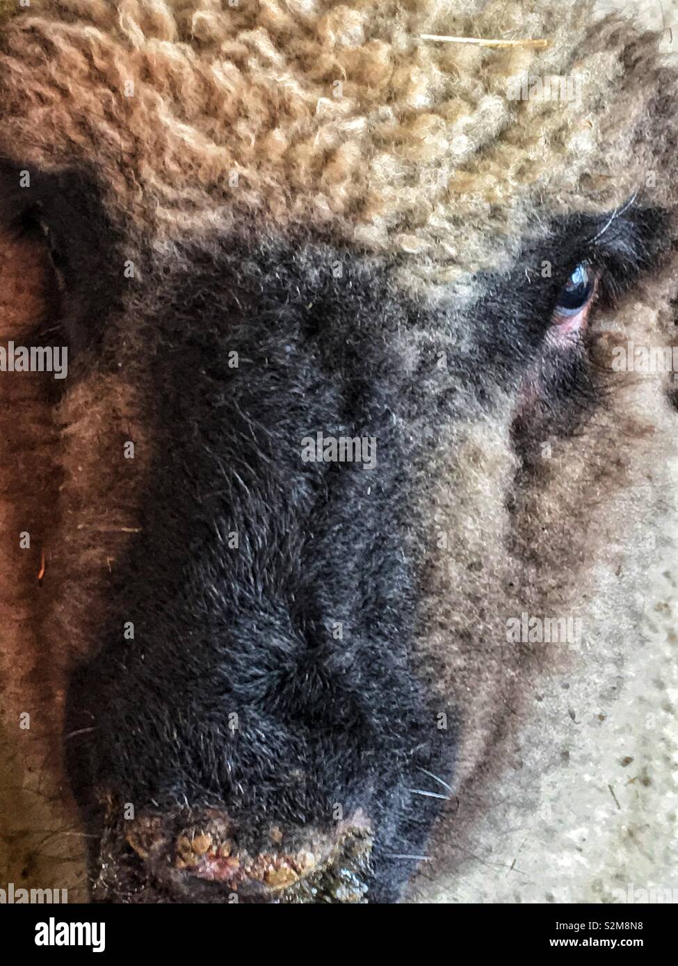 Healthy free range sheep looking at the camera Stock Photo - Alamy