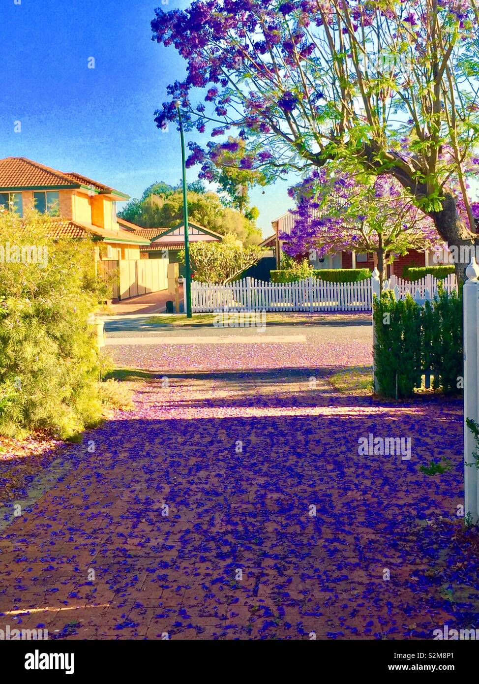 Jacaranda petals hi-res stock photography and images - Alamy