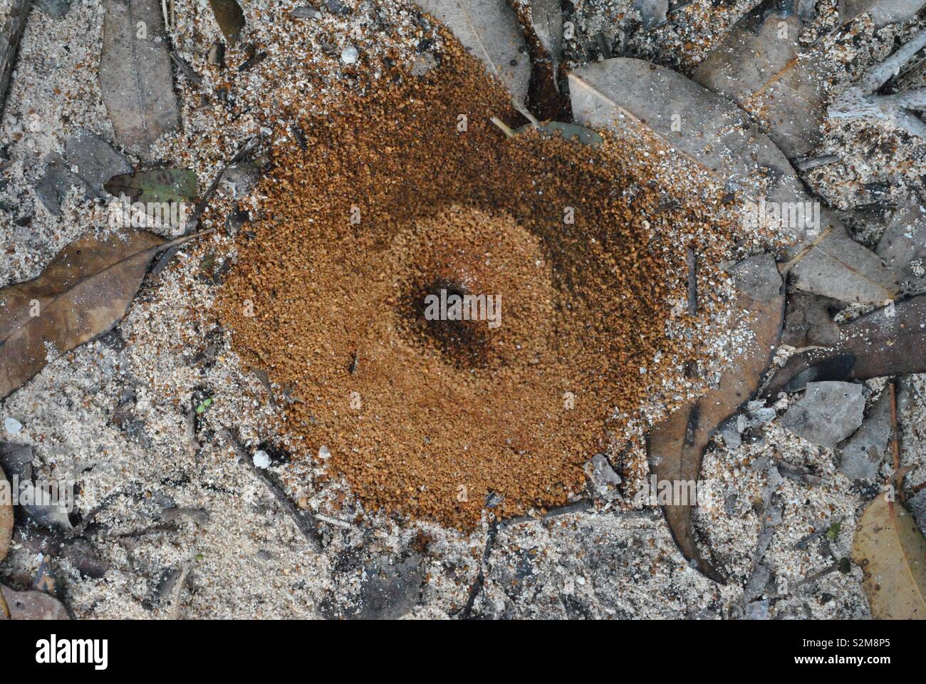 Trap pit hi-res stock photography and images - Alamy