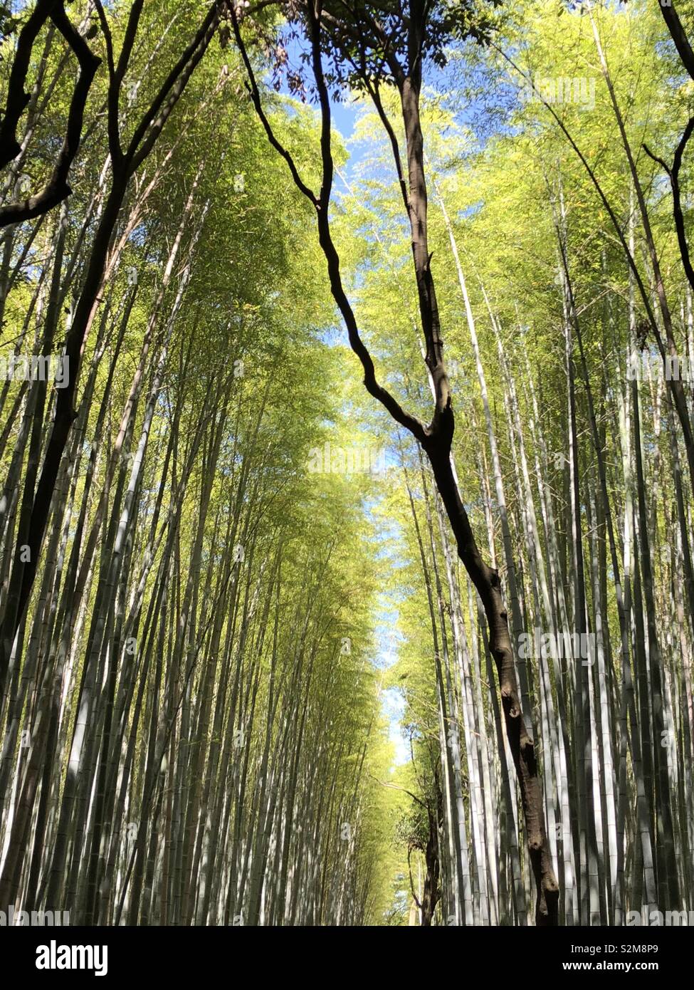 Bamboo grove japan hi-res stock photography and images - Alamy