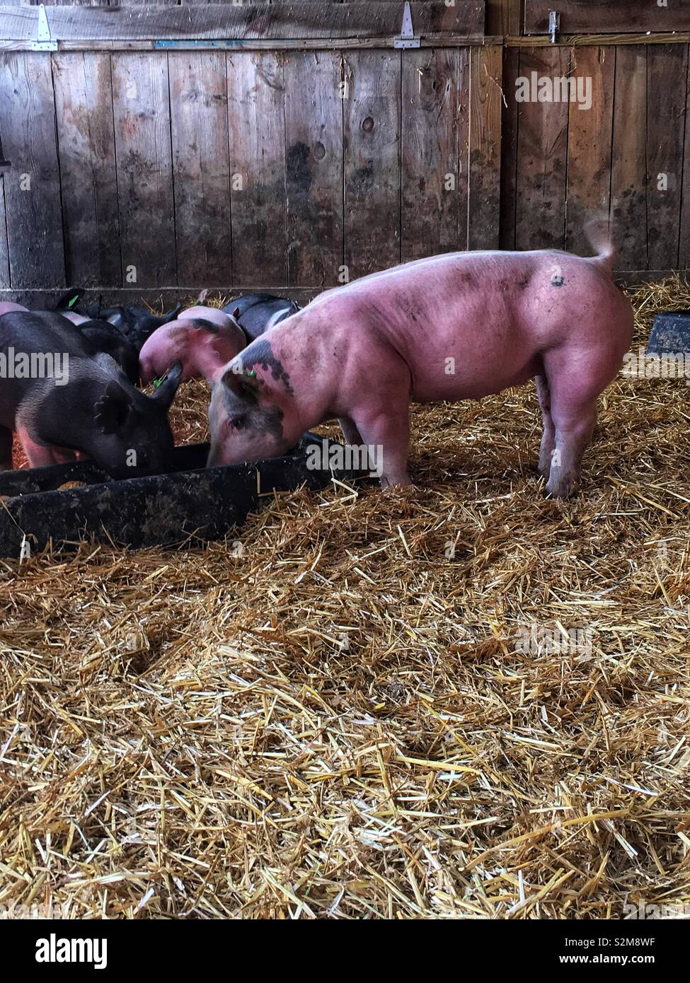 Pig pen hi-res stock photography and images - Alamy
