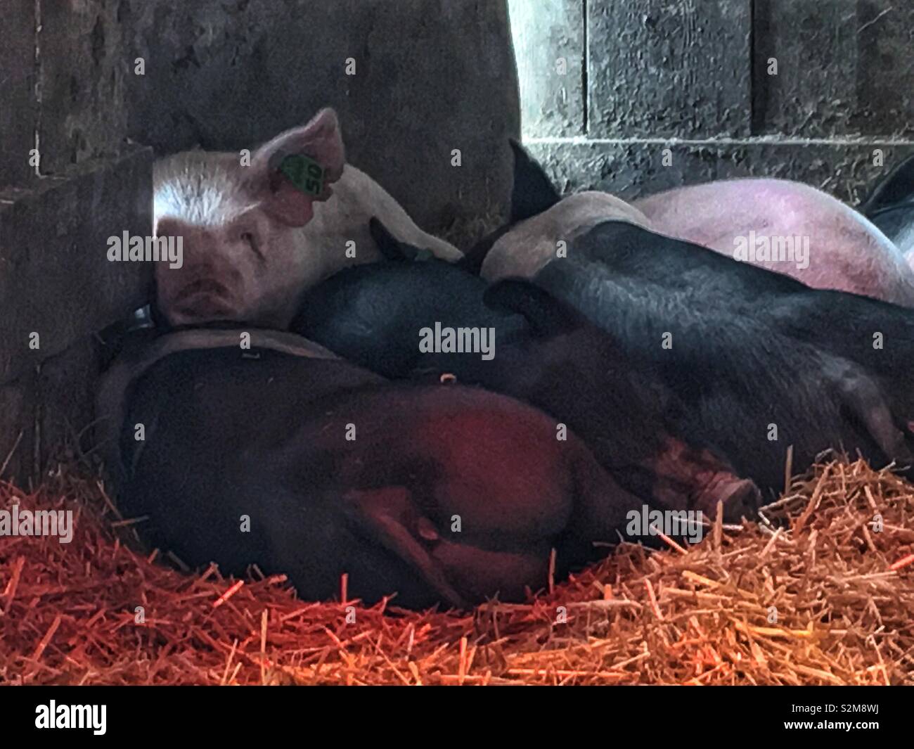 Pig pen hi-res stock photography and images - Alamy