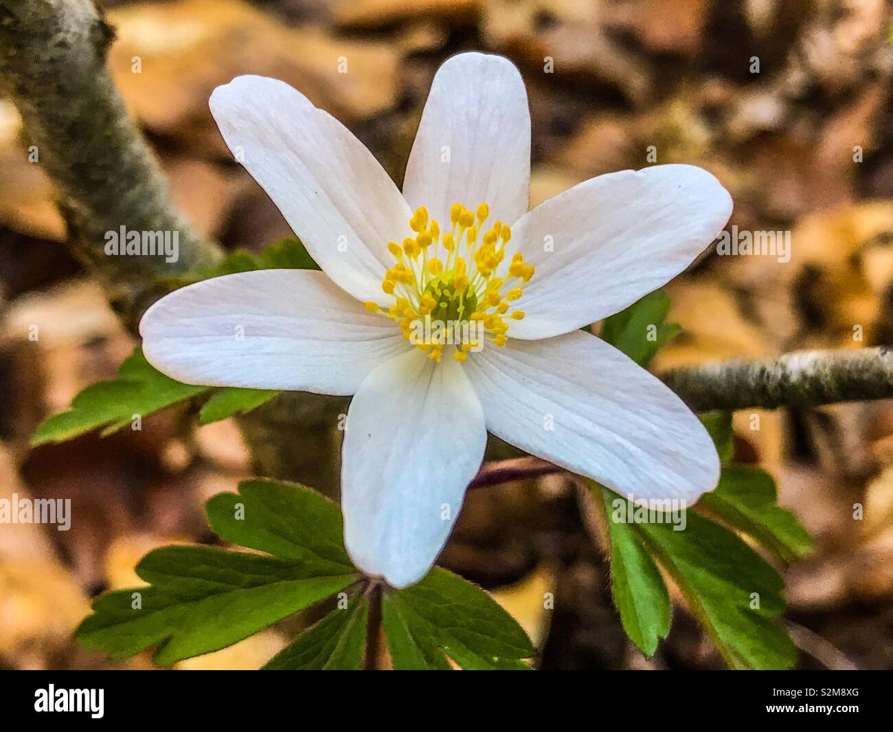 Wood Anemone Flower - Anemone Nemorosa Stock Photo - Alamy