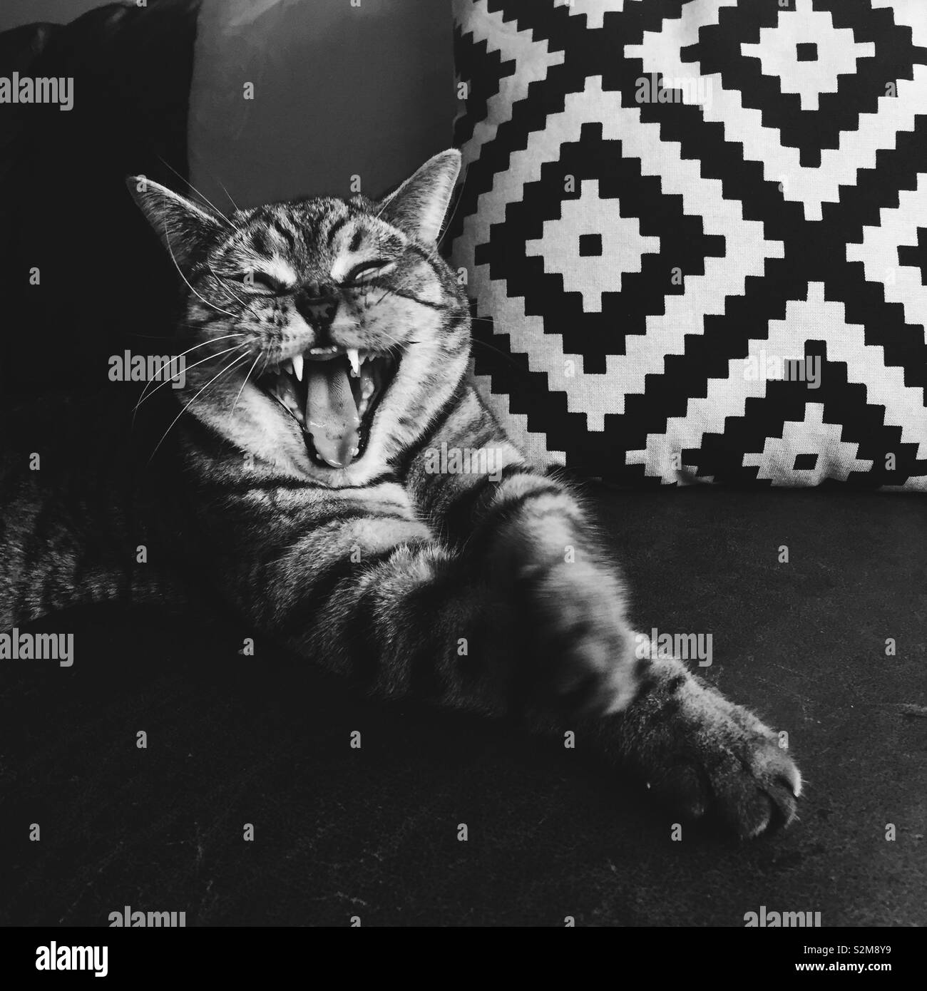 Kitten Yawn High Resolution Stock Photography and Images - Alamy