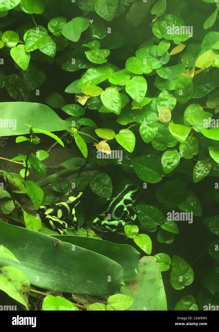 Camouflage frogs hi-res stock photography and images - Alamy