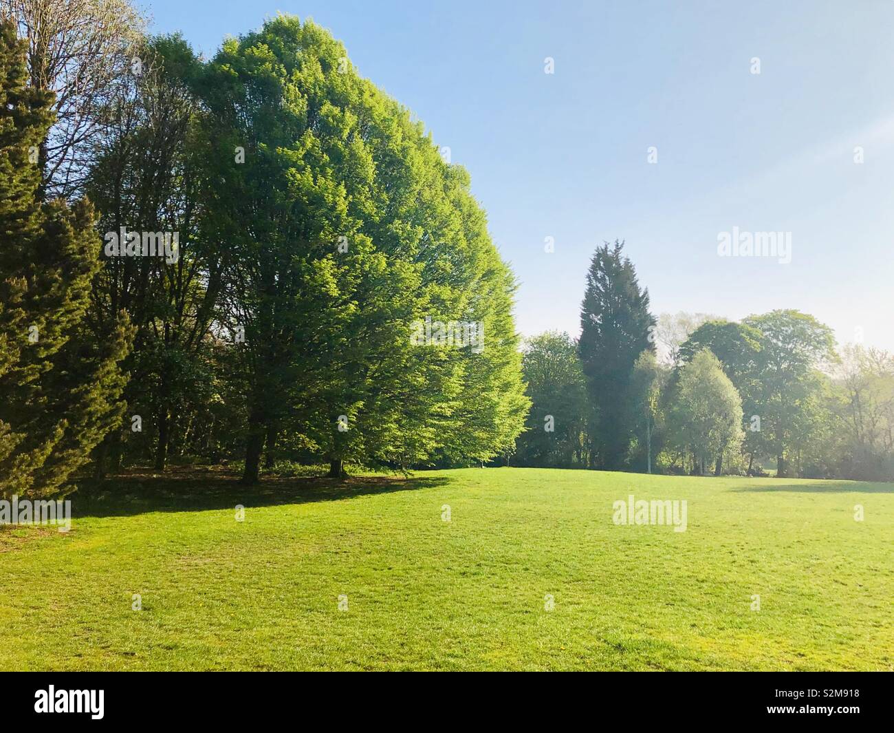 Trees in Peace Garden at Denzell Gardens, Manchester UK Stock Photo - Alamy