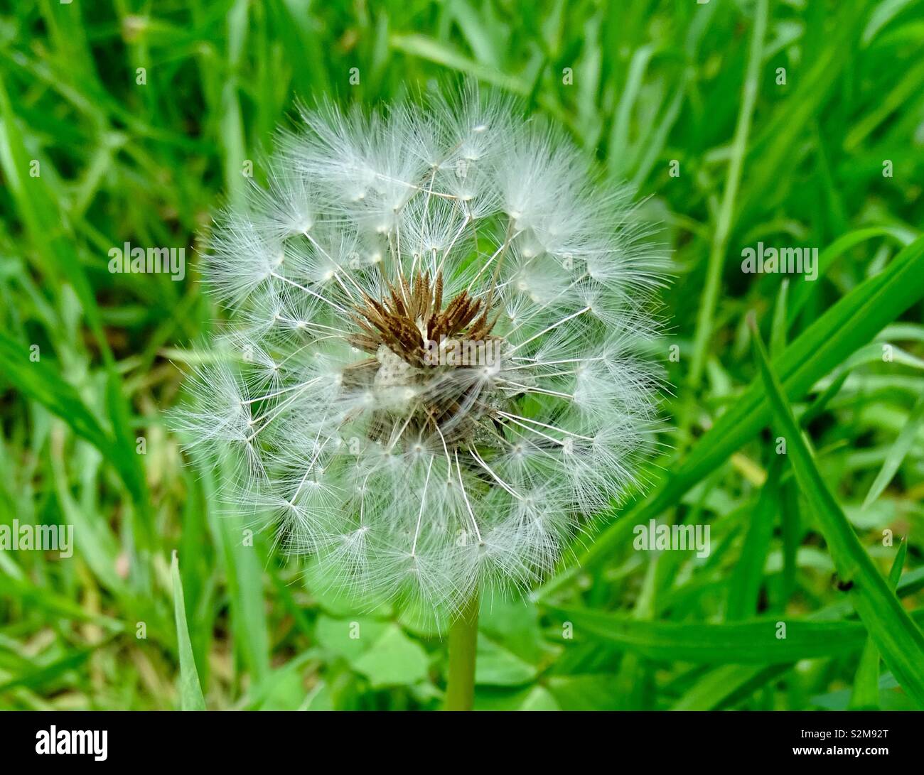 Dandelion seed head Stock Photo - Alamy