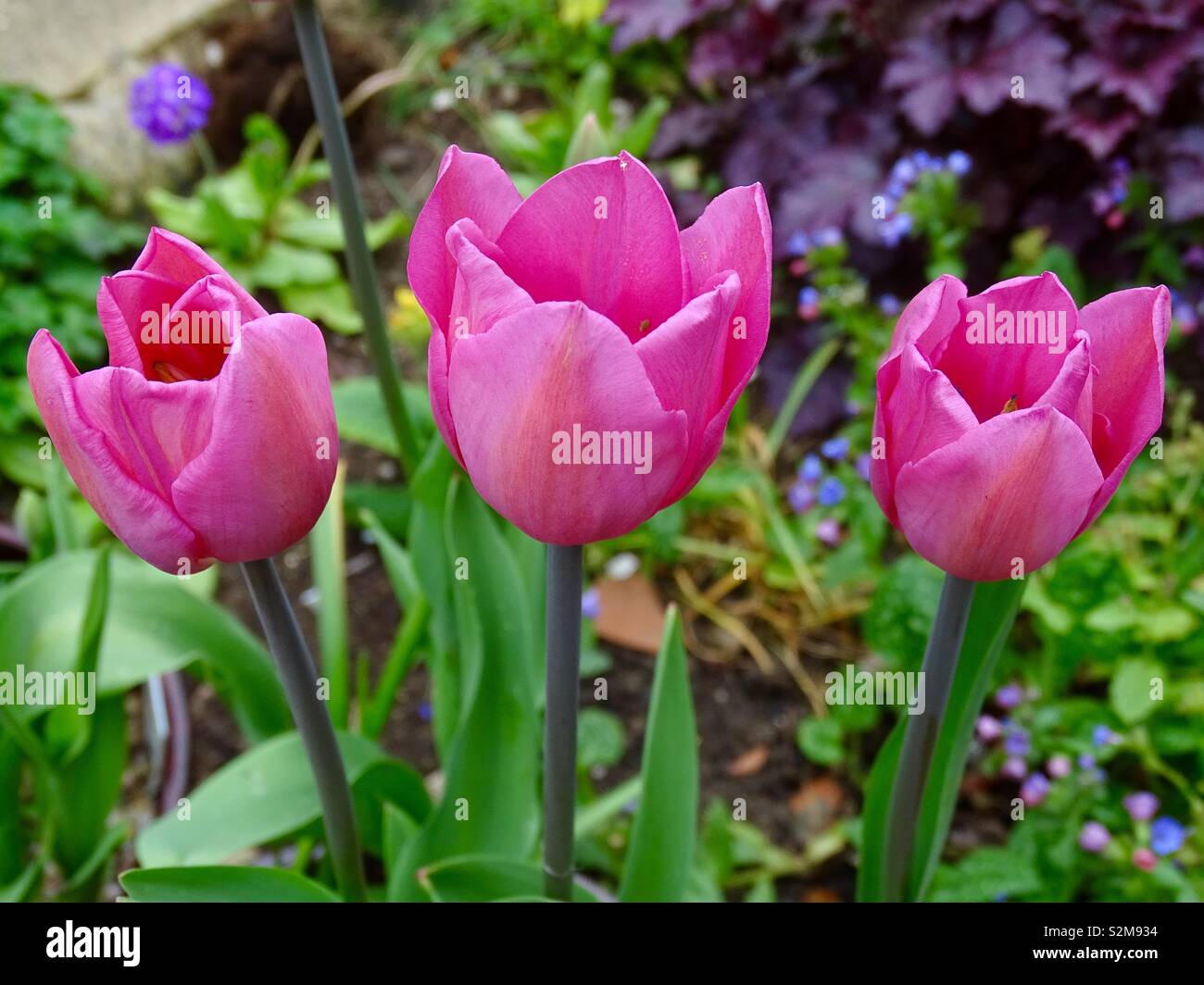 Three pink tulips Stock Photo - Alamy