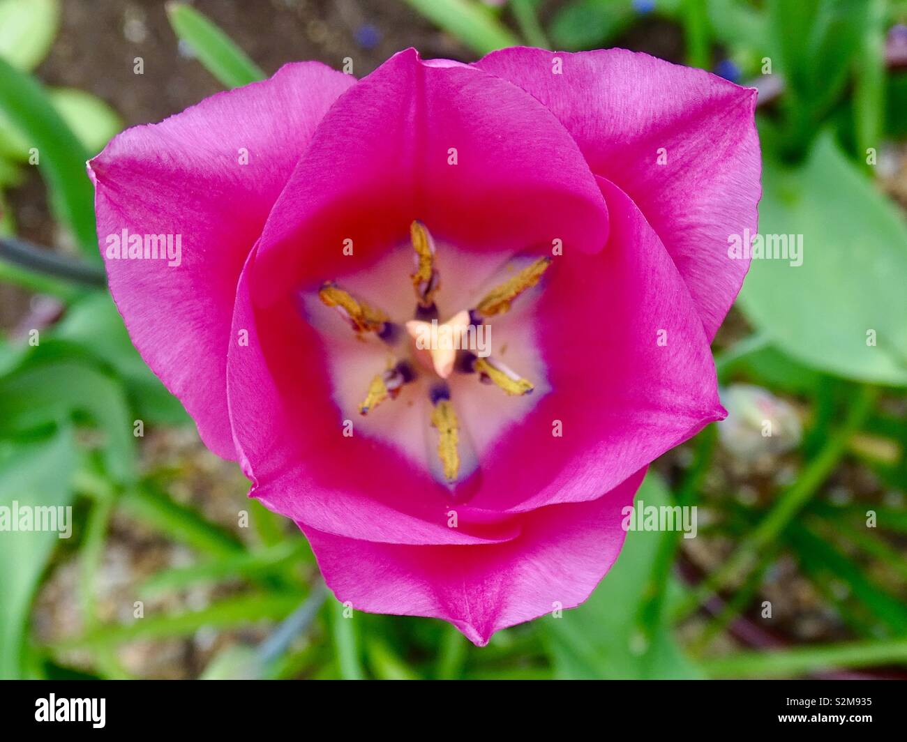 Viewed historically or developmentally hi-res stock photography and ...