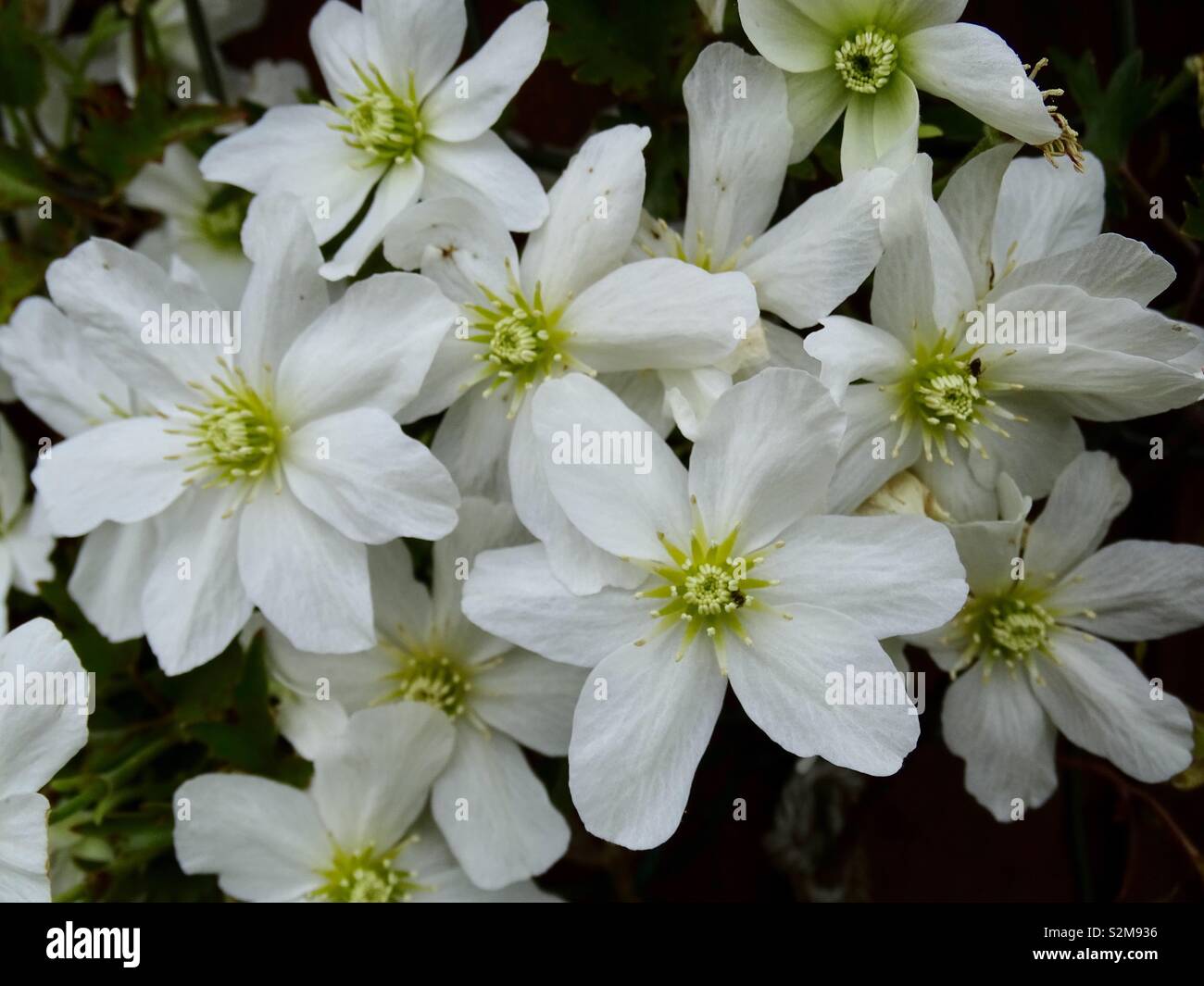 White clematis flowers Stock Photo - Alamy