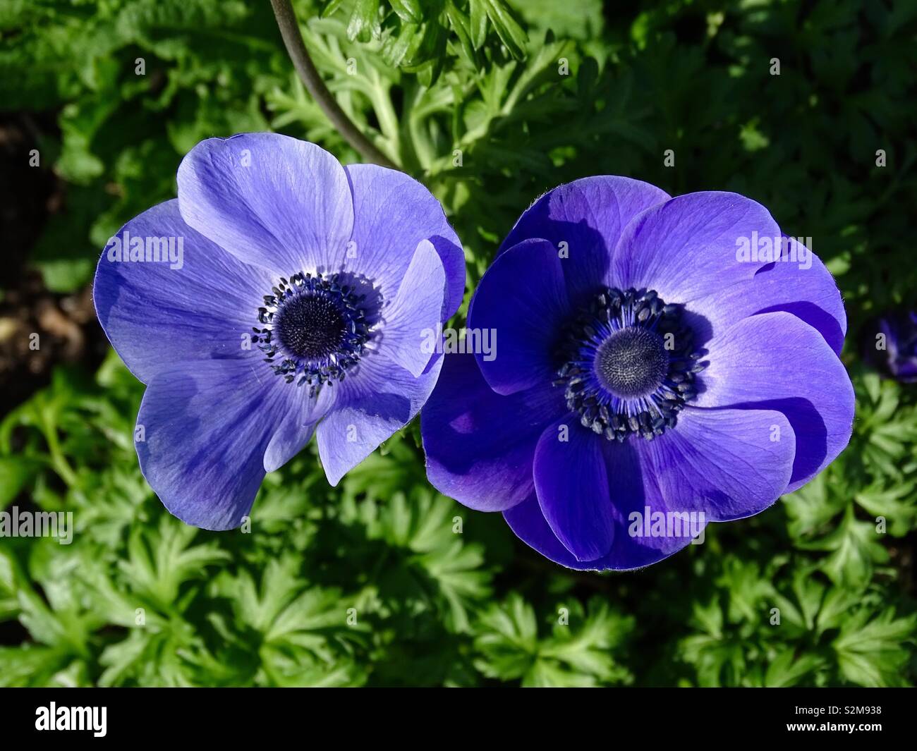 Blue spring flowers Stock Photo - Alamy