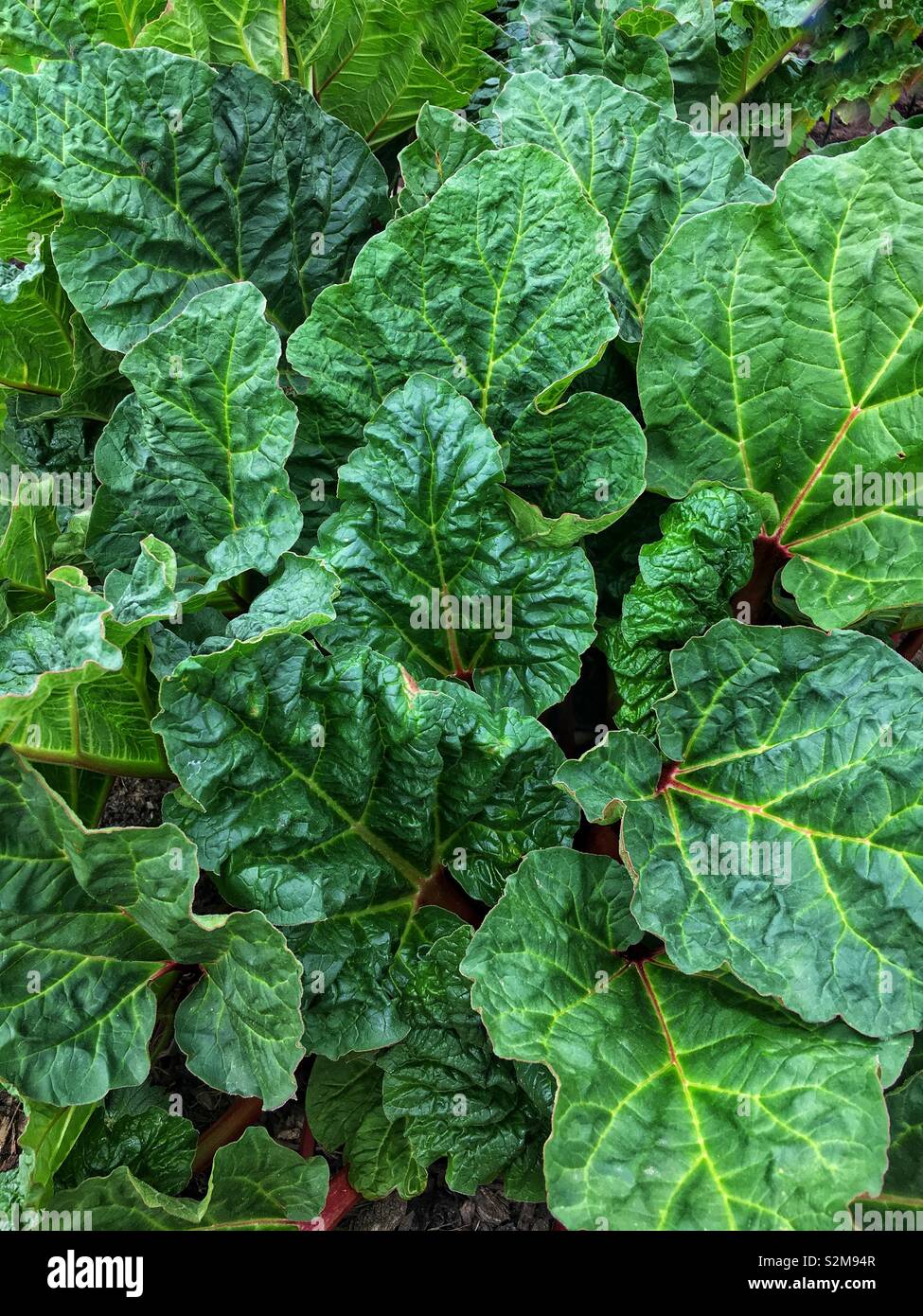 Perfect beautiful fresh rhubarb growing in a lush herb garden Stock ...