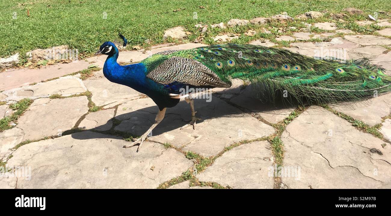 Proud as a peacock hi-res stock photography and images - Alamy