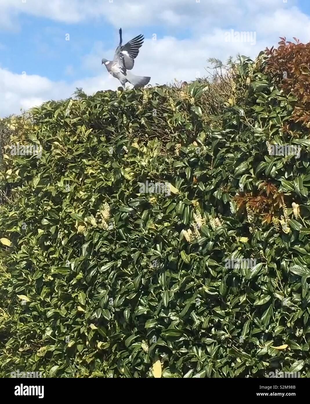 Pigeon taking off hi-res stock photography and images - Alamy