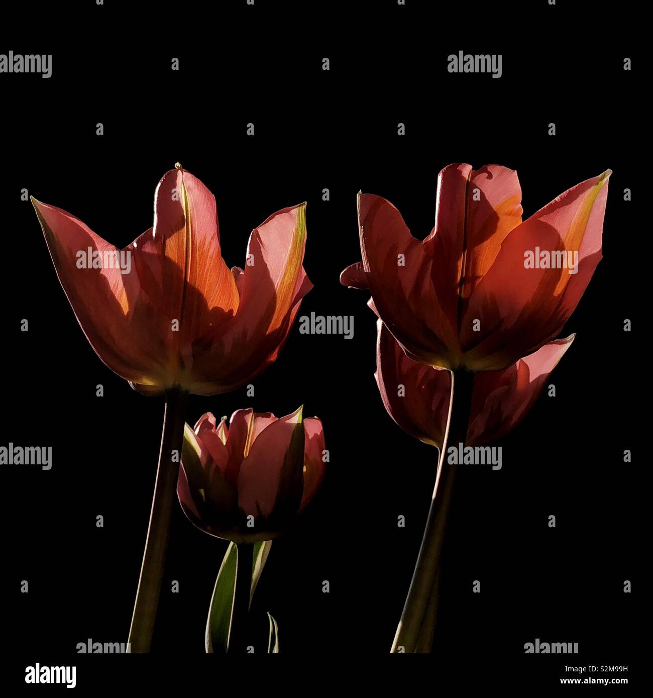 Catch the sunshine little Princess Stock Photo - Alamy