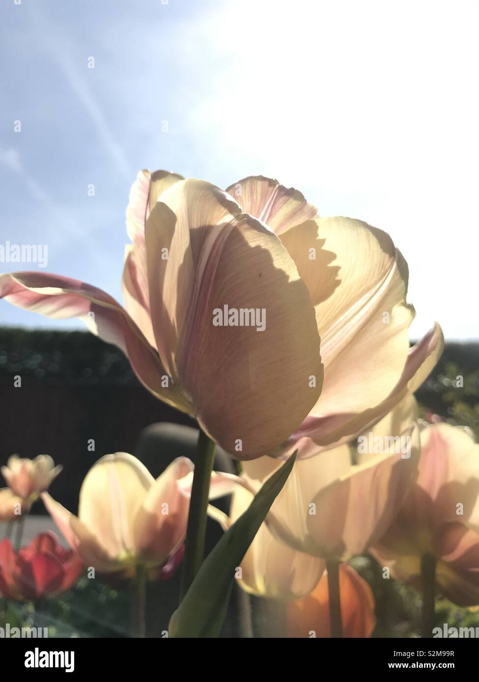 Sunlight through tulips Stock Photo - Alamy