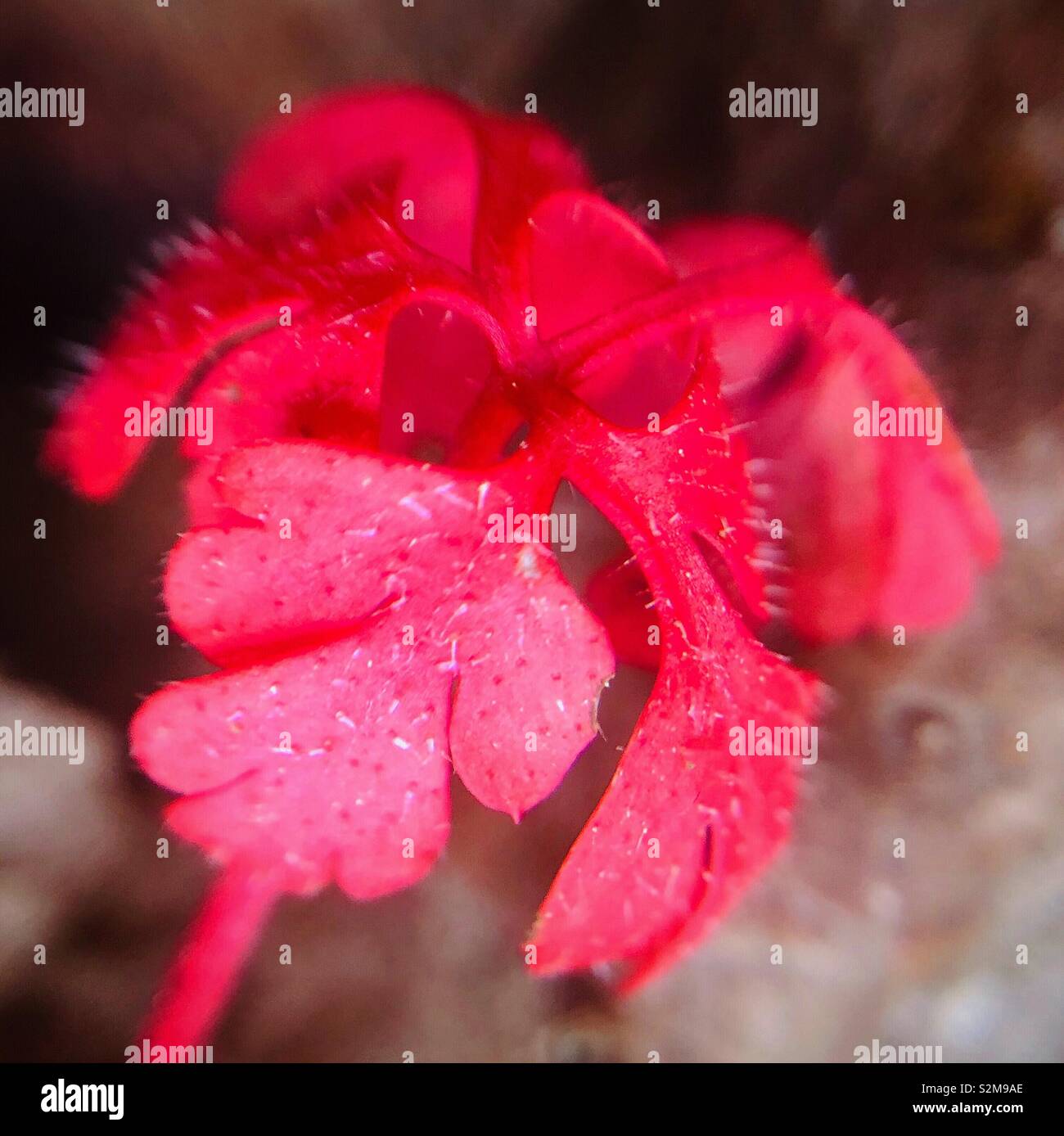 New leaf hi-res stock photography and images - Alamy