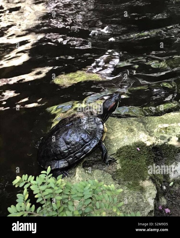 Lovely posing animals Stock Photo - Alamy