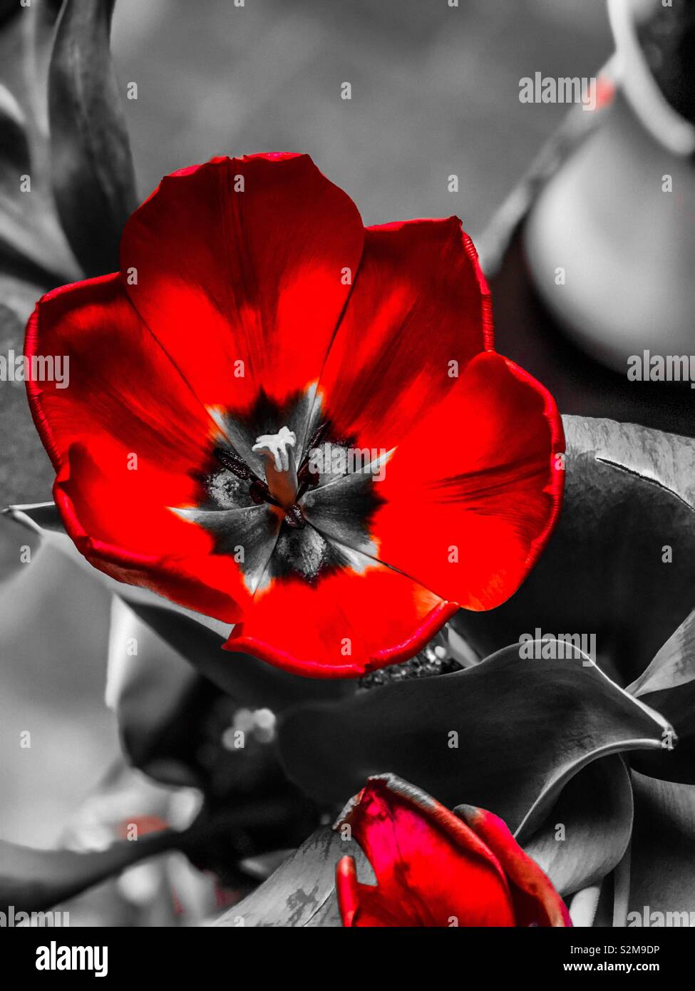 Red color pop hi-res stock photography and images - Alamy