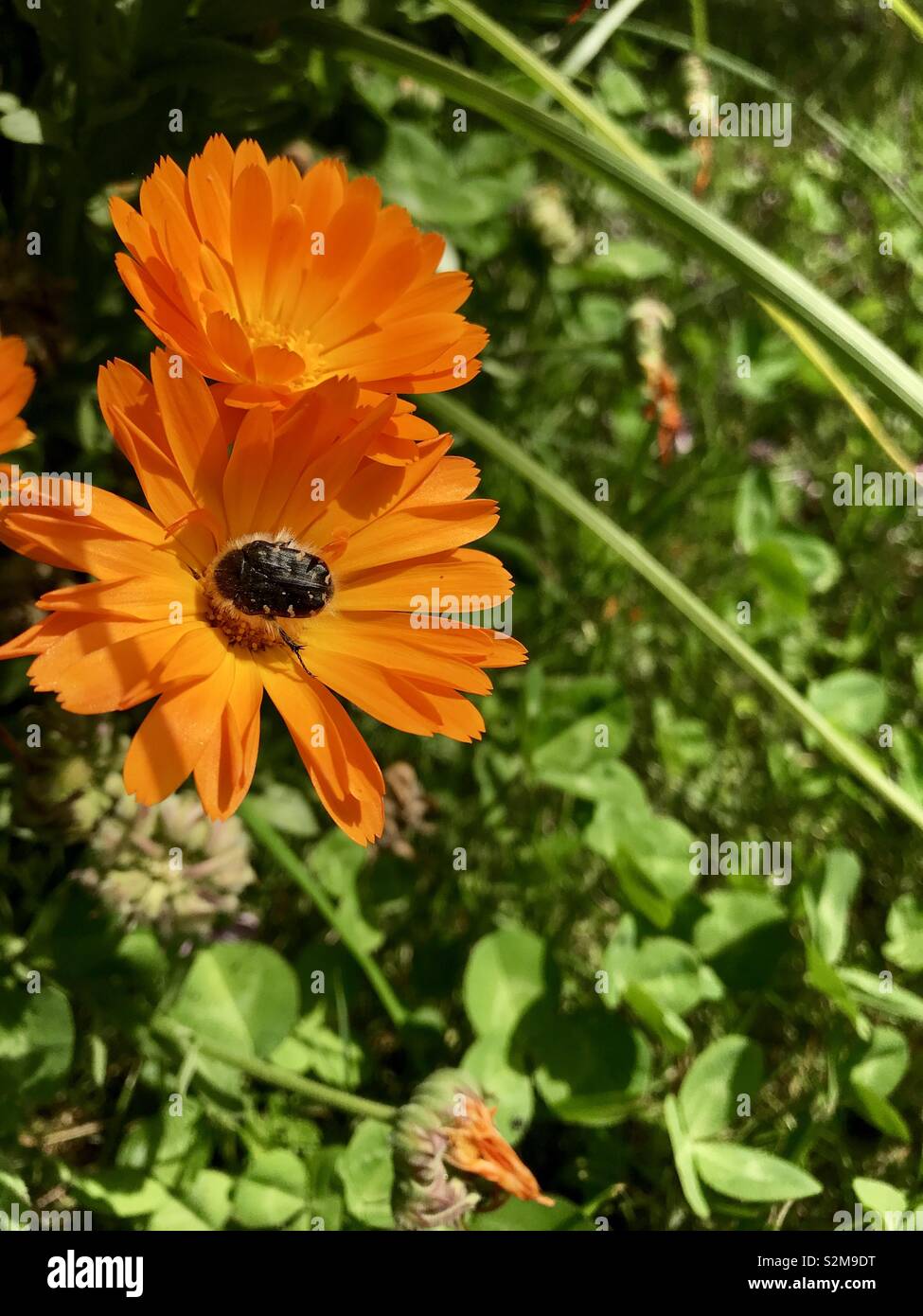 Bug spring hi-res stock photography and images - Alamy
