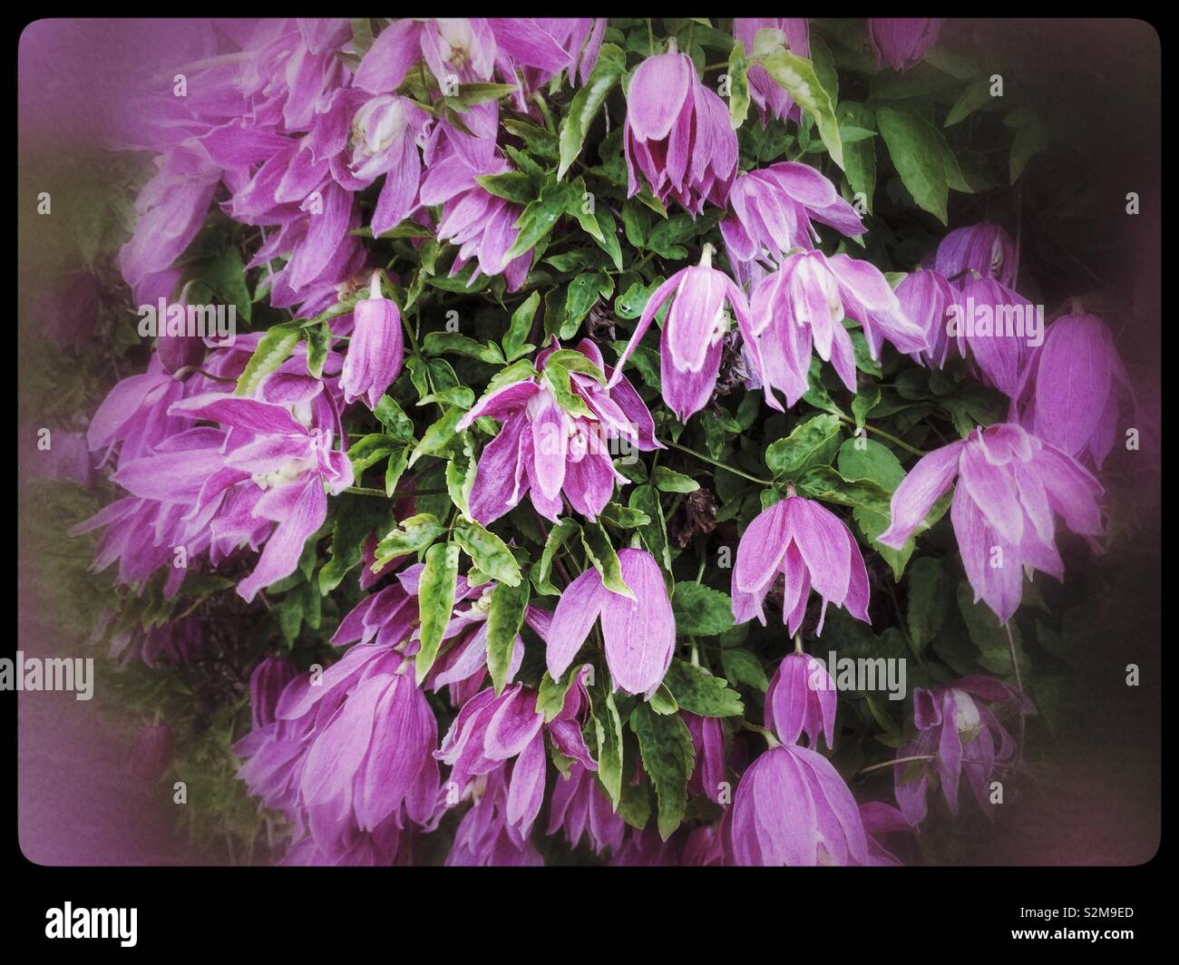 Spring flowering clematis hi-res stock photography and images - Alamy