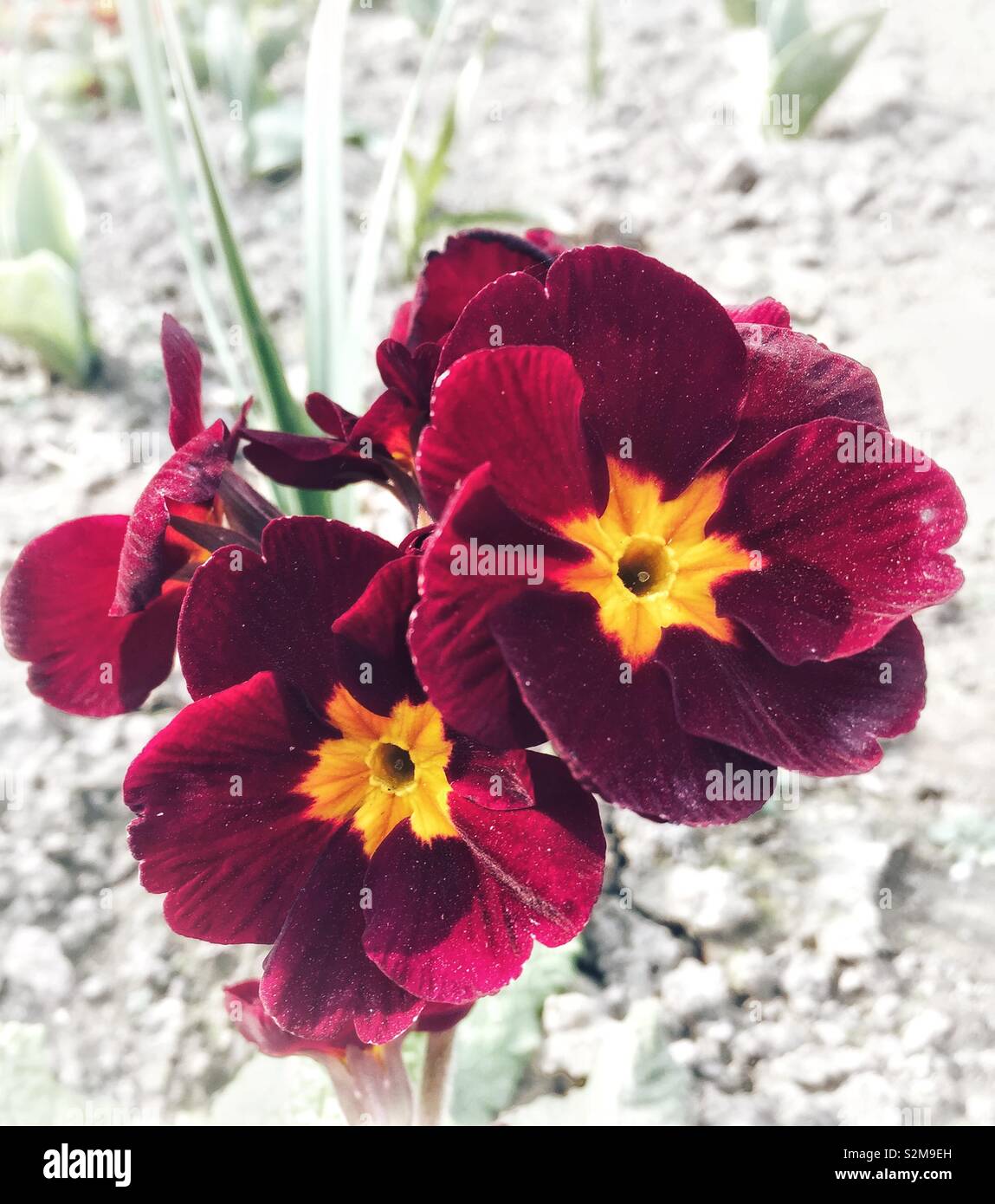 Red species hi-res stock photography and images - Alamy