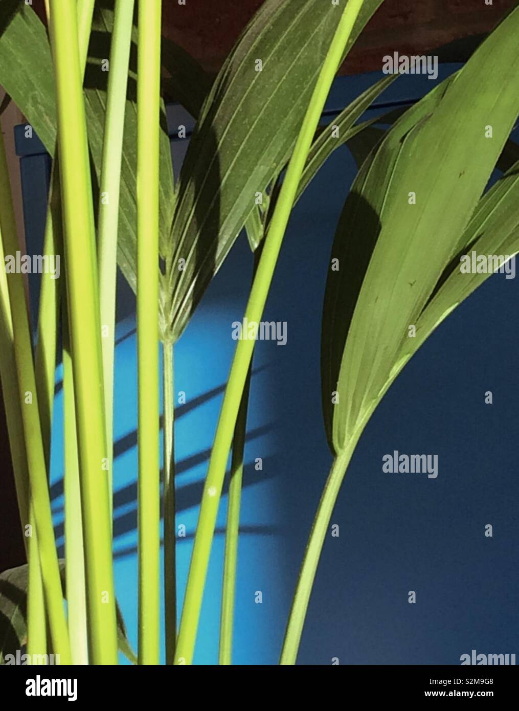 Green stems sunshine hi-res stock photography and images - Alamy