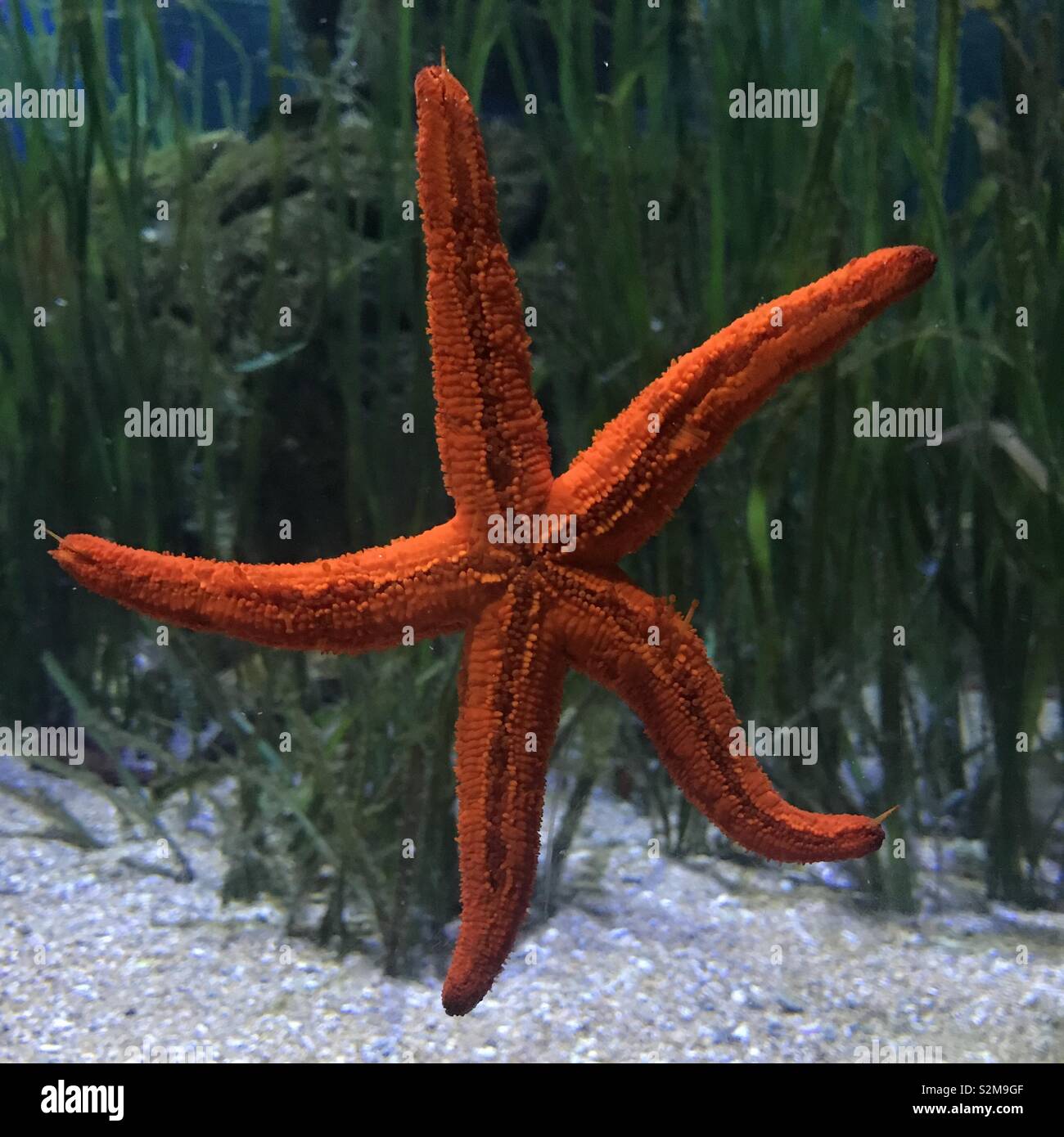 Starfish tank hi-res stock photography and images - Alamy
