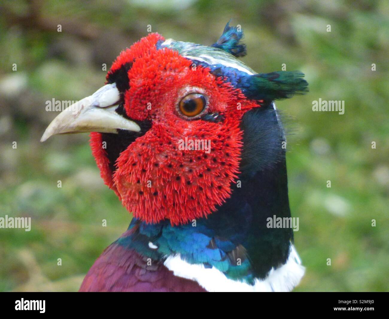 Head pheasant hi-res stock photography and images - Alamy