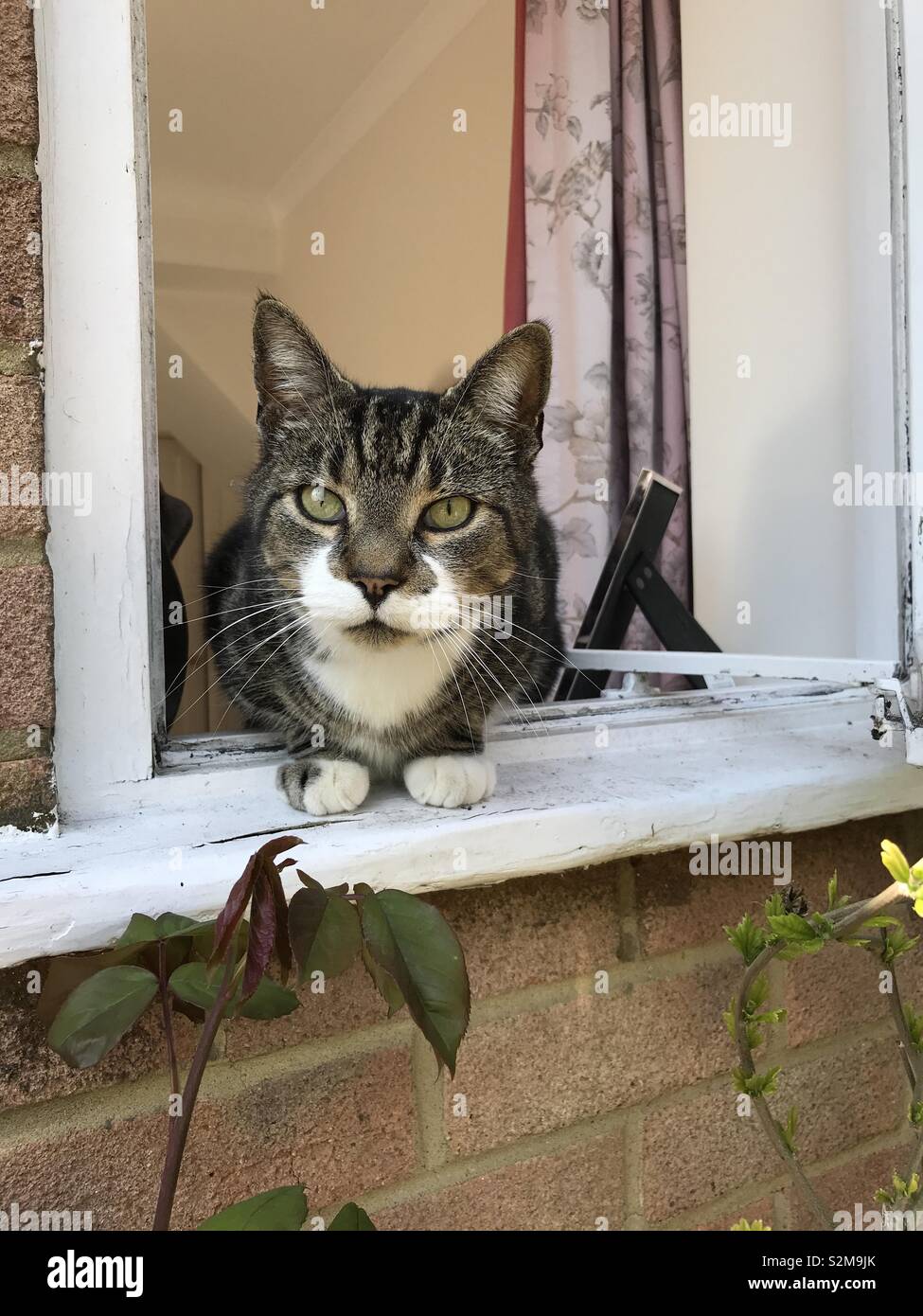 Moggy pet hi-res stock photography and images - Alamy