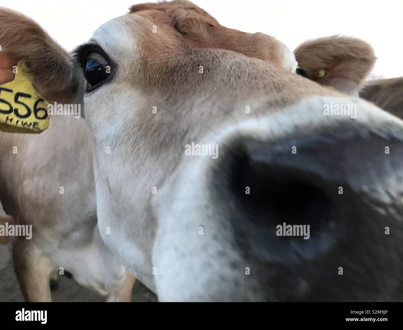Cow close up Stock Photo - Alamy